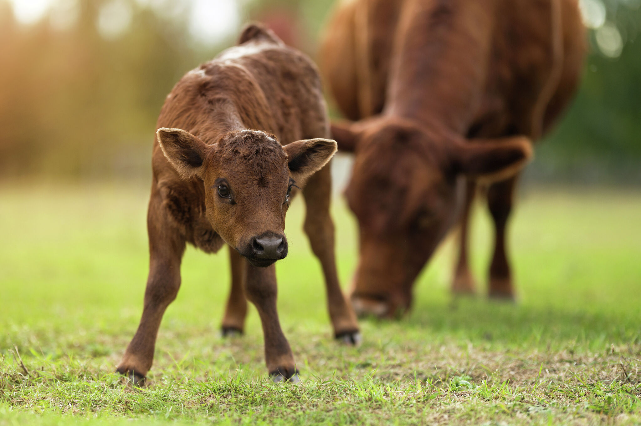 Jacksonville tornadoes confirmed, EF2 twister causes damage