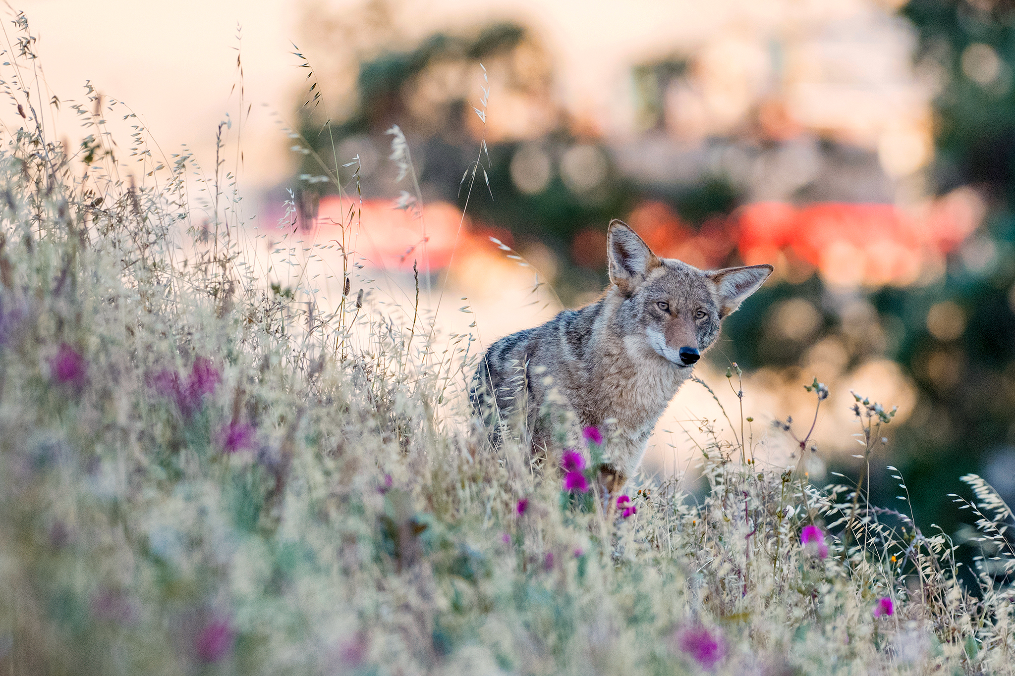 What's killing coyotes in San Francisco?