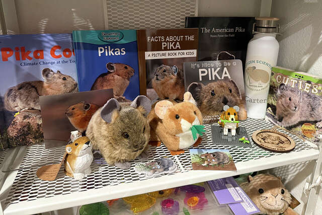 Pikas are thriving in Colorado's Rocky Mountain National Park