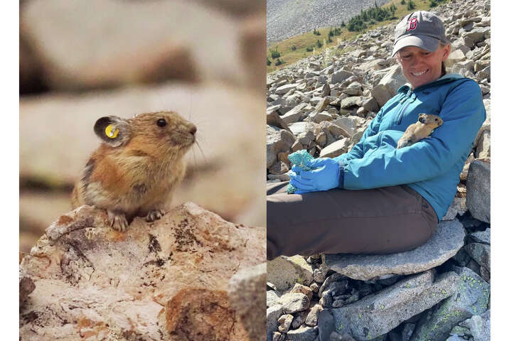 Pikas are thriving in Colorado's Rocky Mountain National Park