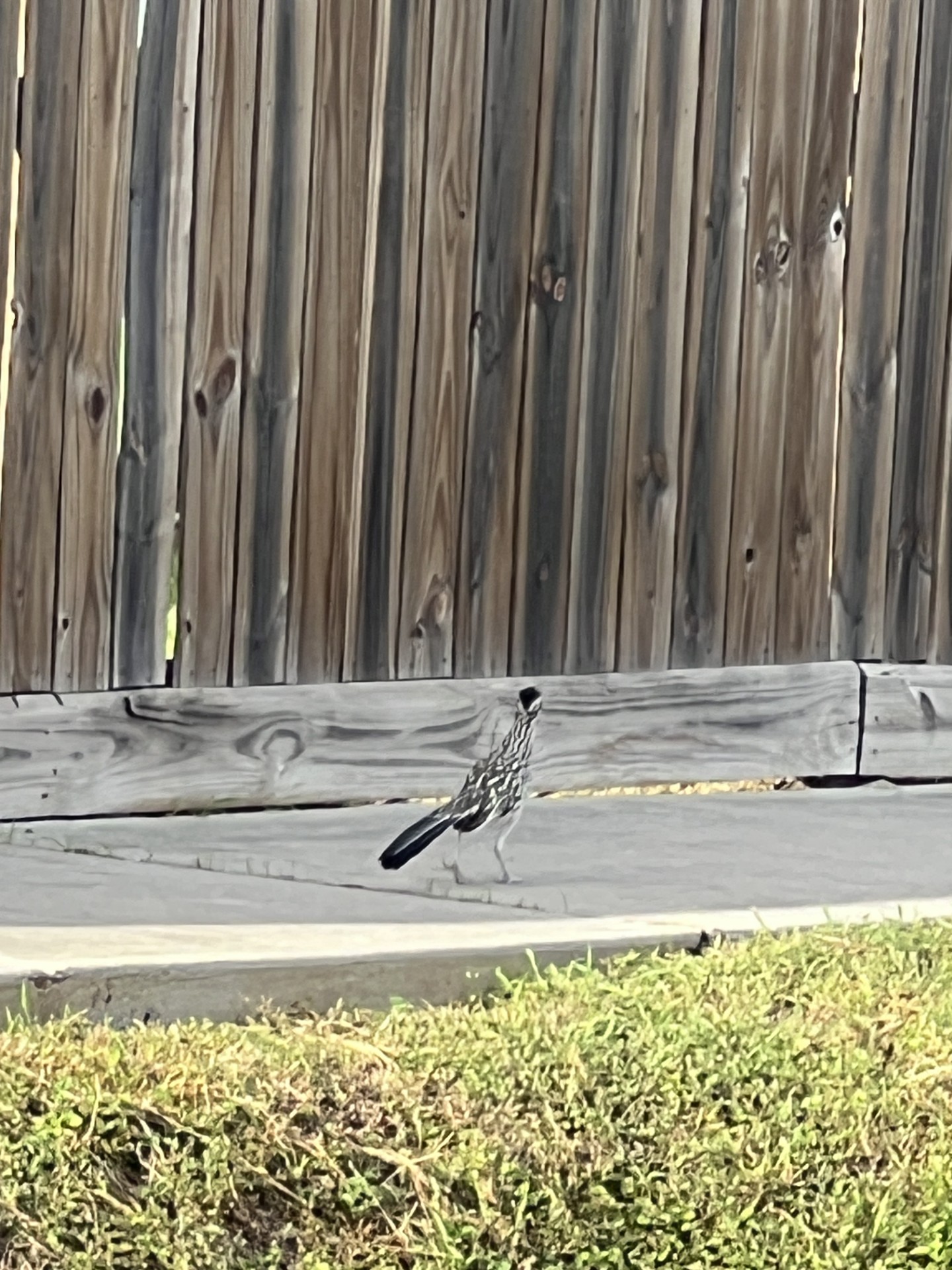 Houston's Fifth Ward has a roadrunner. Here's where they roam.
