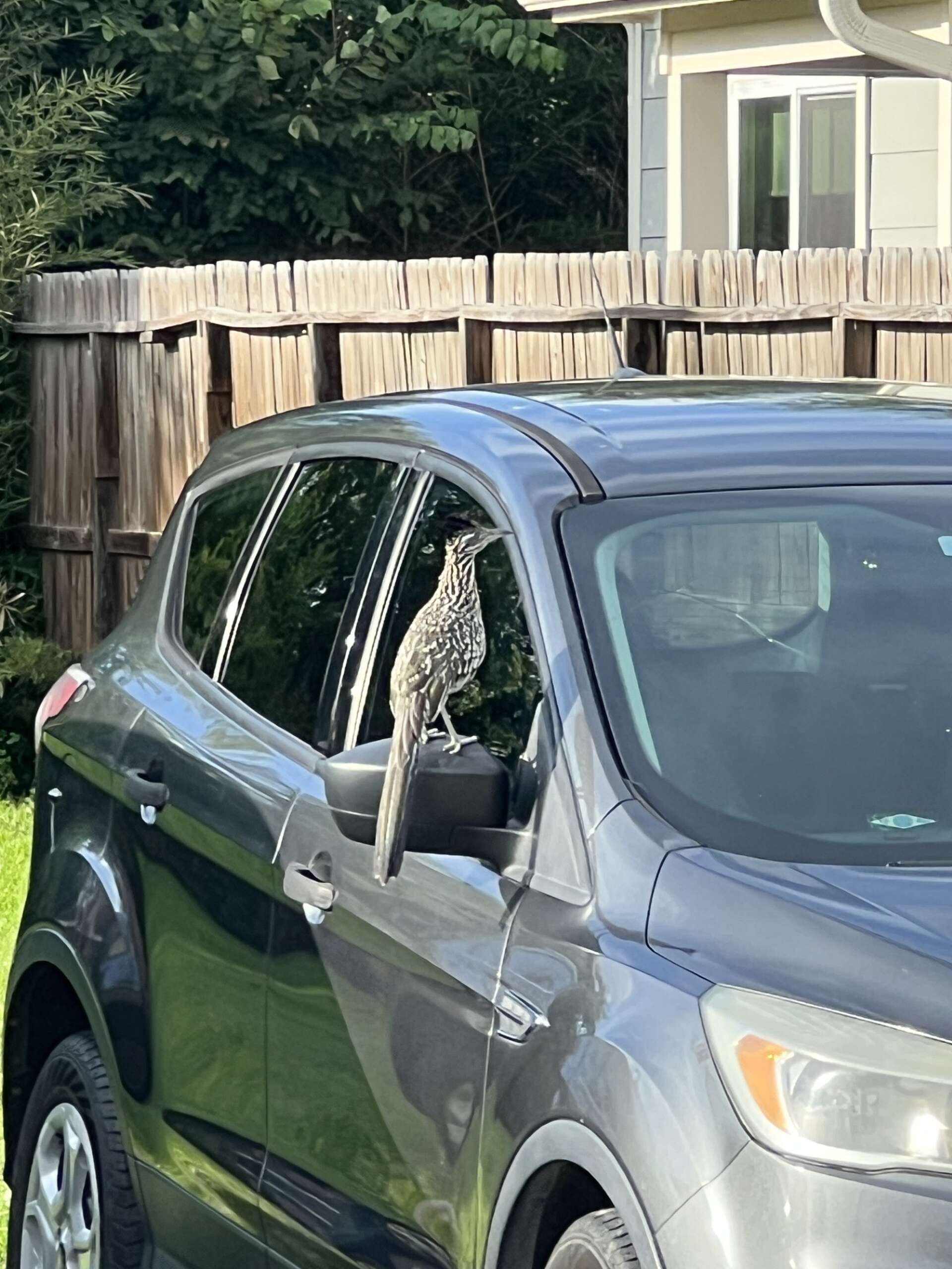 Houston's Fifth Ward has a roadrunner. Here's where they roam.