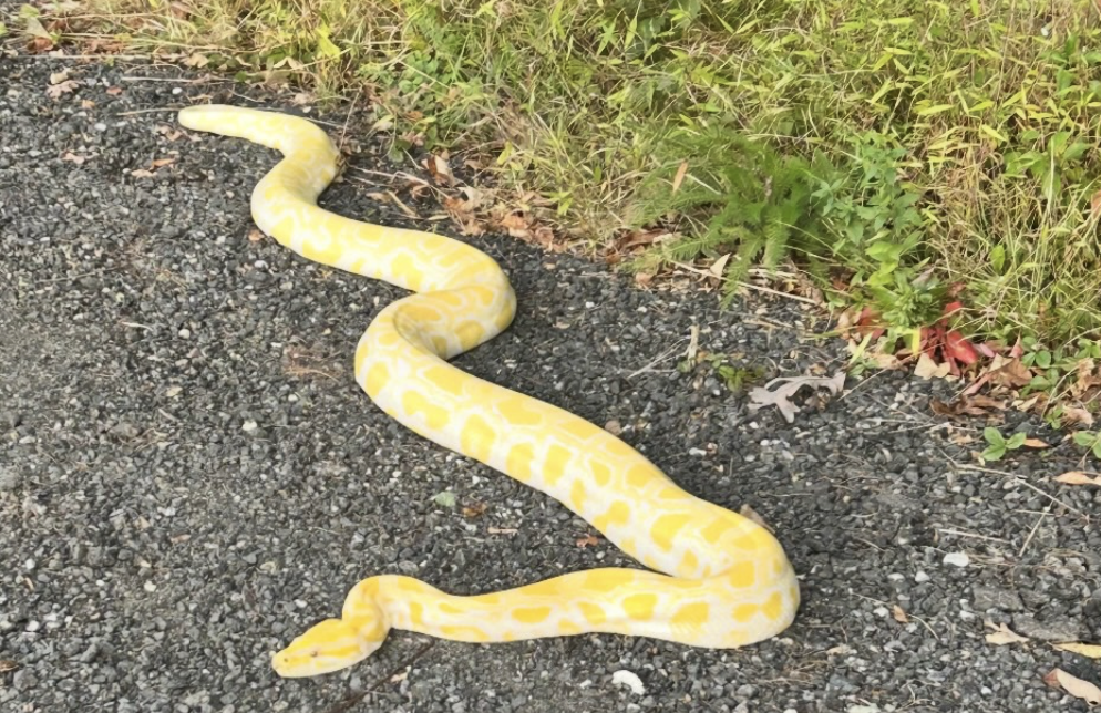 Coventry police capture 9-foot Burmese python, looking for owner