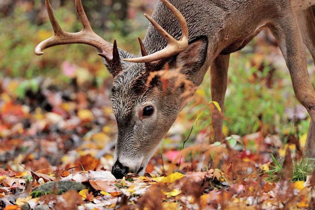 Michigan Deer Hunting Preview: DNR expects strong harvest