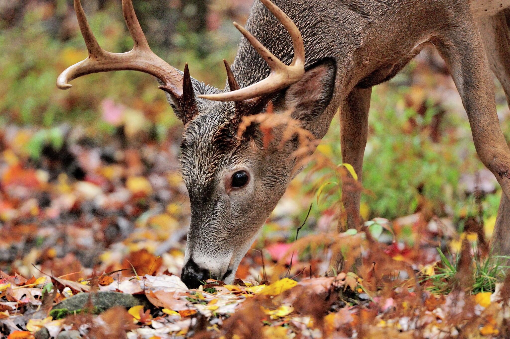 Michigan Deer Hunting Preview: DNR expects strong harvest