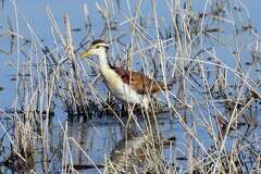 Unexpected visitor from Central America seen in Texas—again