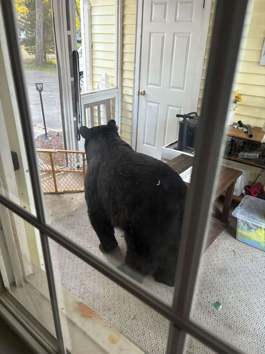 Bear with a record of 'attempted home entries' ransacks Simsbury home