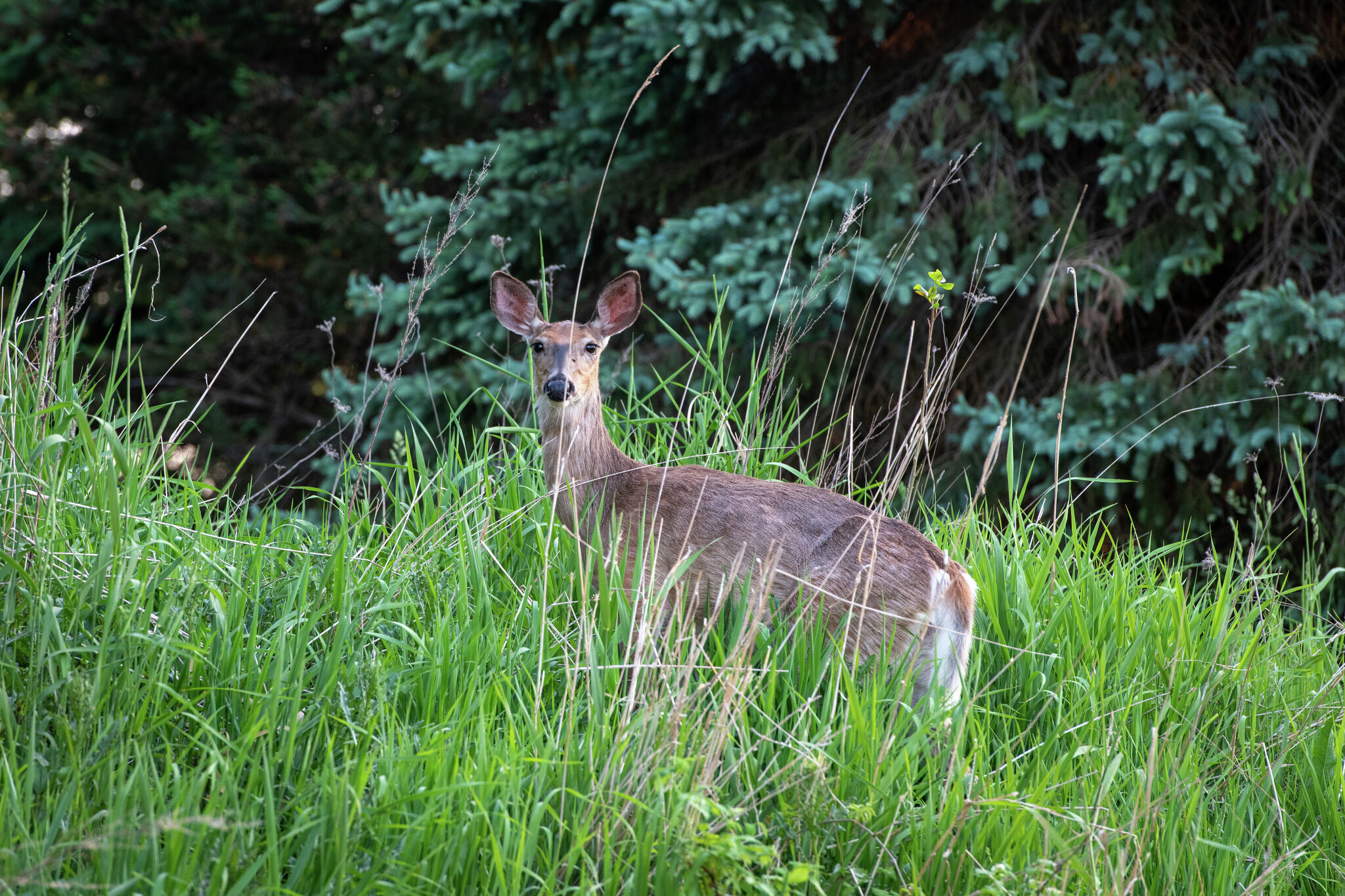 Michigan CWD adds new county to list ahead of deer season