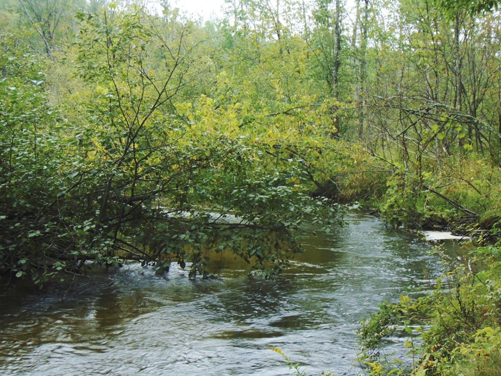 DNR: Michigan bear populations are on the rise