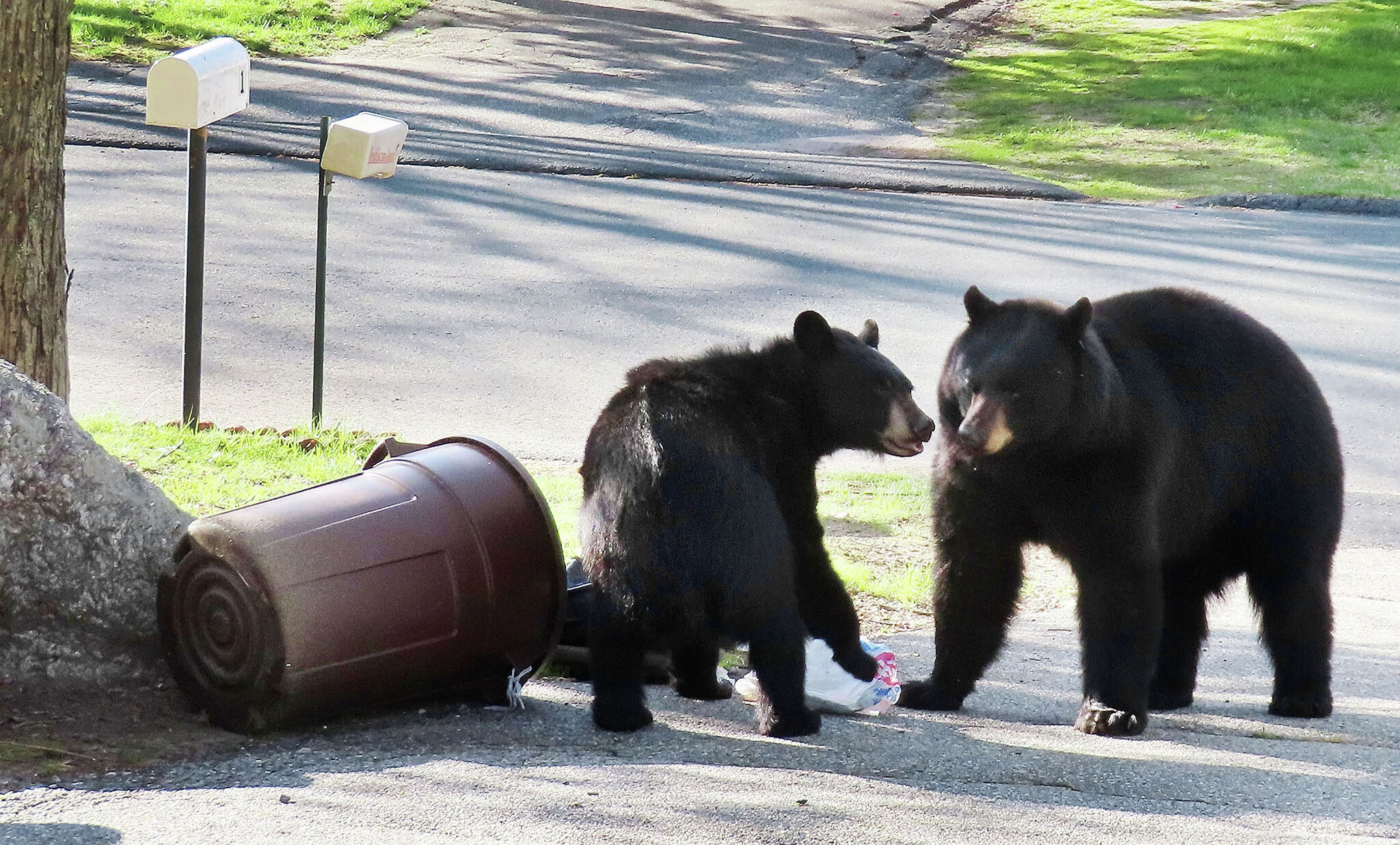 Manchester Road Race opens registration soon