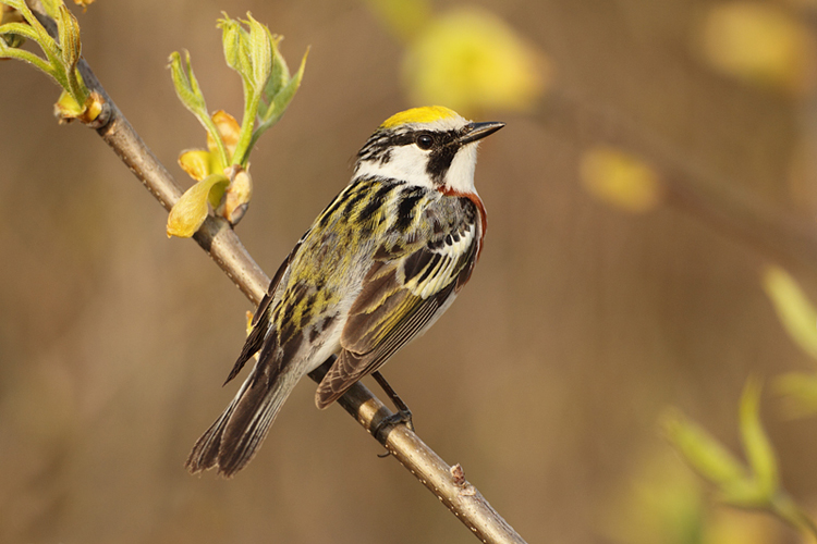 Robert Miller: Birds flock to CT during 'amazing' fall migration