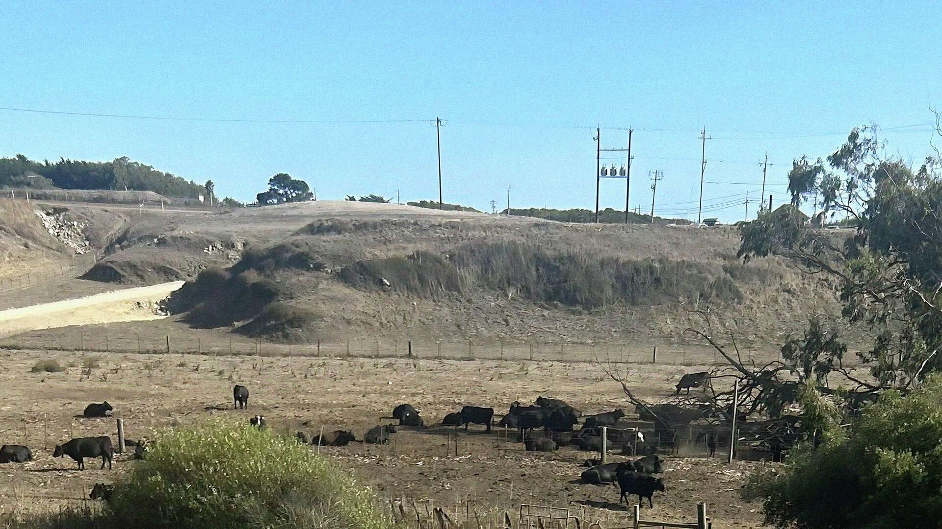 Santa Cruz Co.: Cattle Graze, People Hike In Harmony At Cotoni-Coast ...