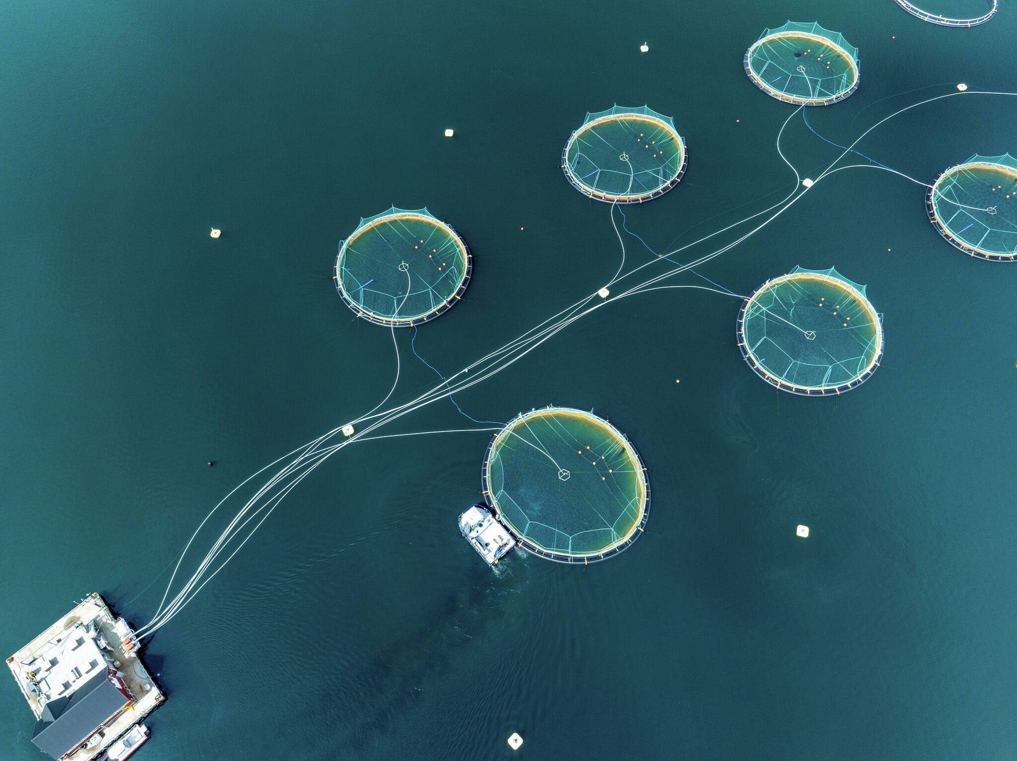 NOAA touts Gulf of Mexico as ripe for new aquaculture