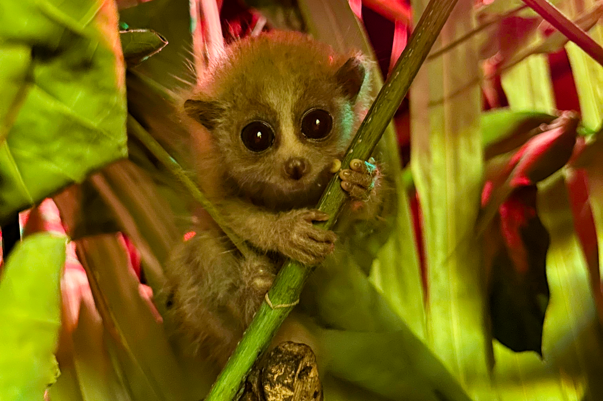 One of the rarest primates on Earth is now at a Texas zoo
