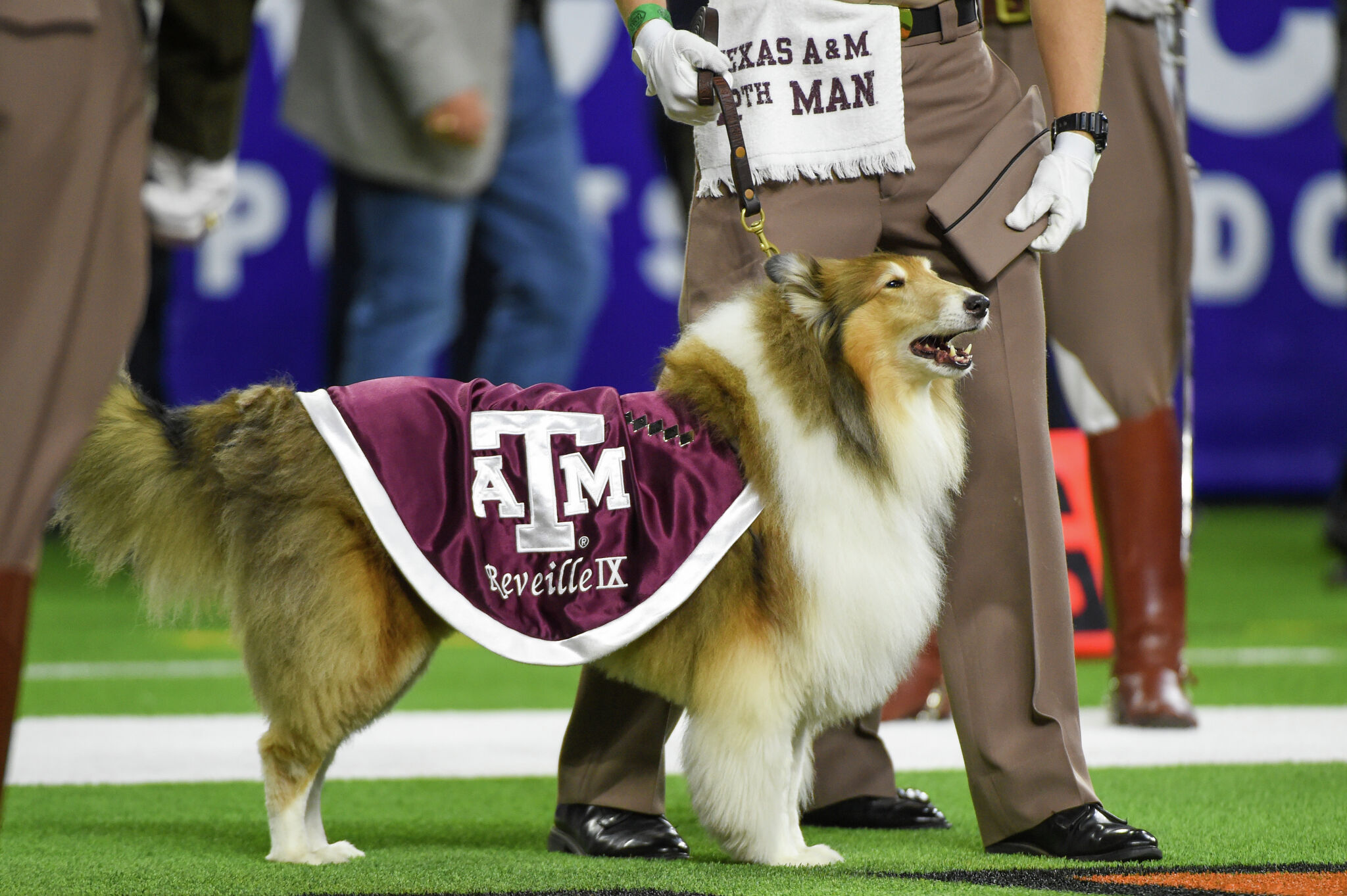 Texas A&M University former mascot Reveille IX dies