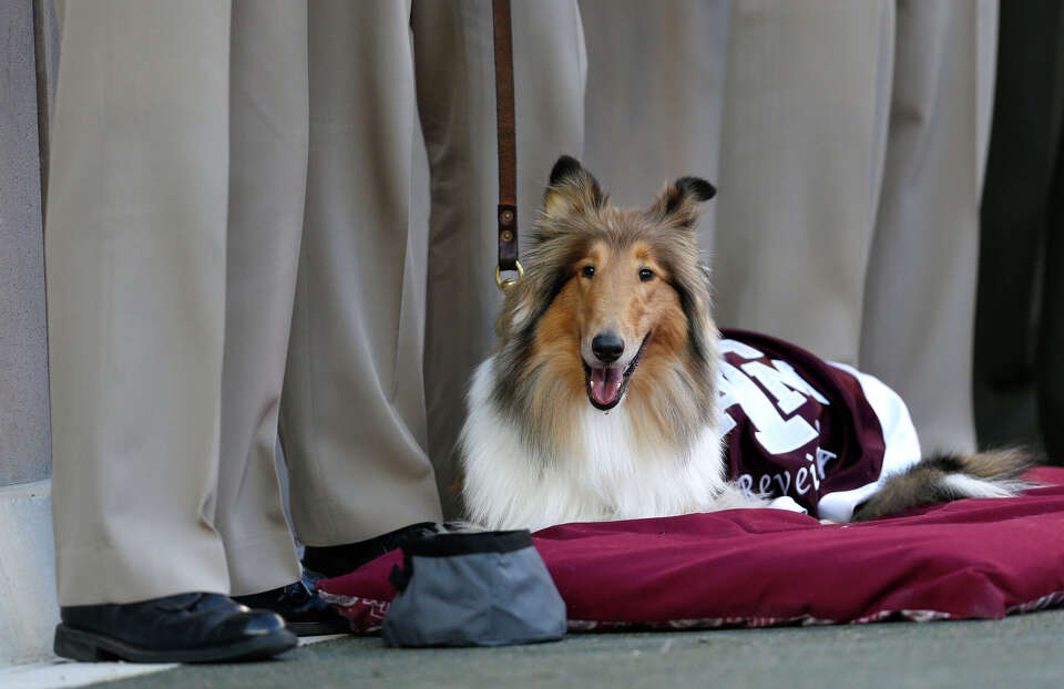 Miss Reveille IX: Texas A&M announces funeral plans for former mascot