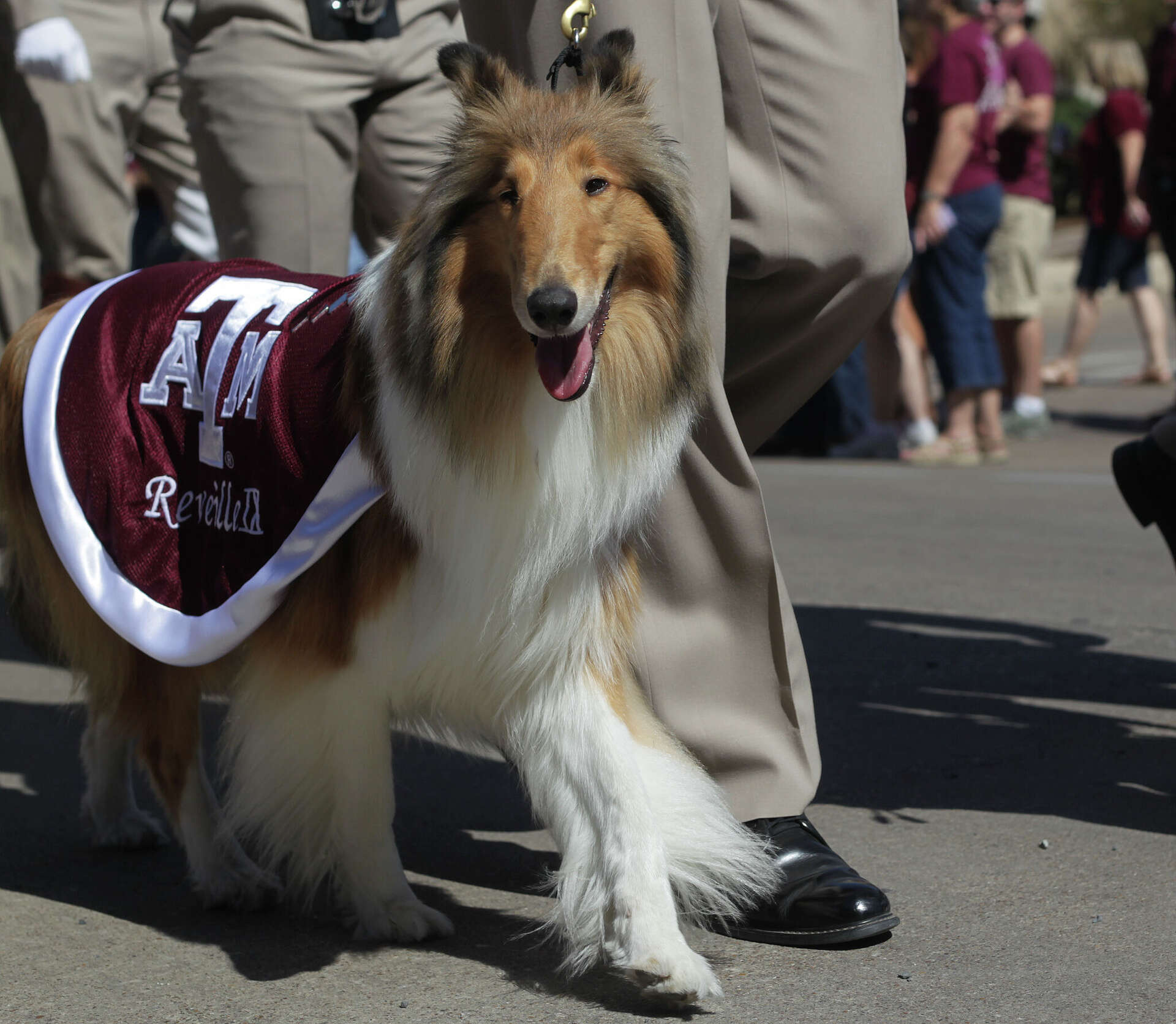 Texas A&M announces passing of former mascot Miss Reveille IX