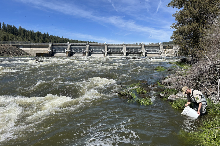 California’s massive dams are gone. Now salmon reach new milestone