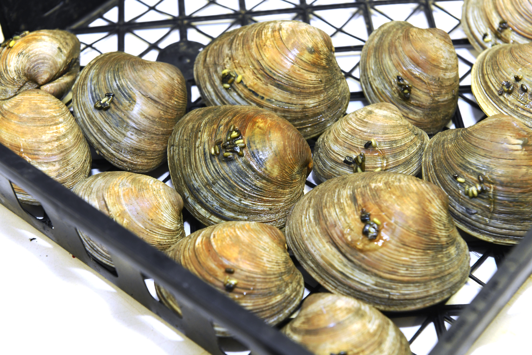 CT scientists revive eelgrass in Long Island sound using clams, seeds