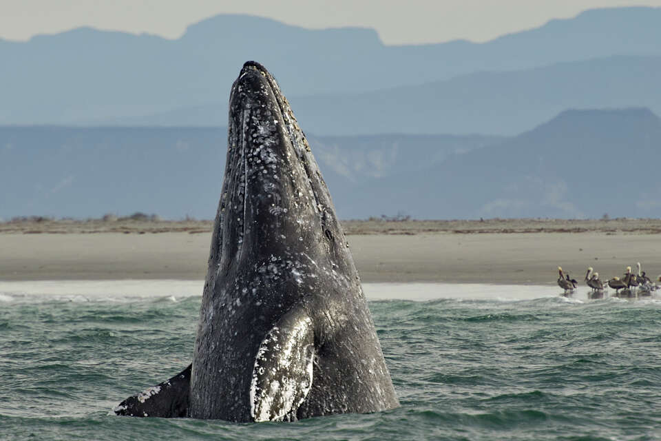 After deadly year for whales in Calif., new map offers a lifeline