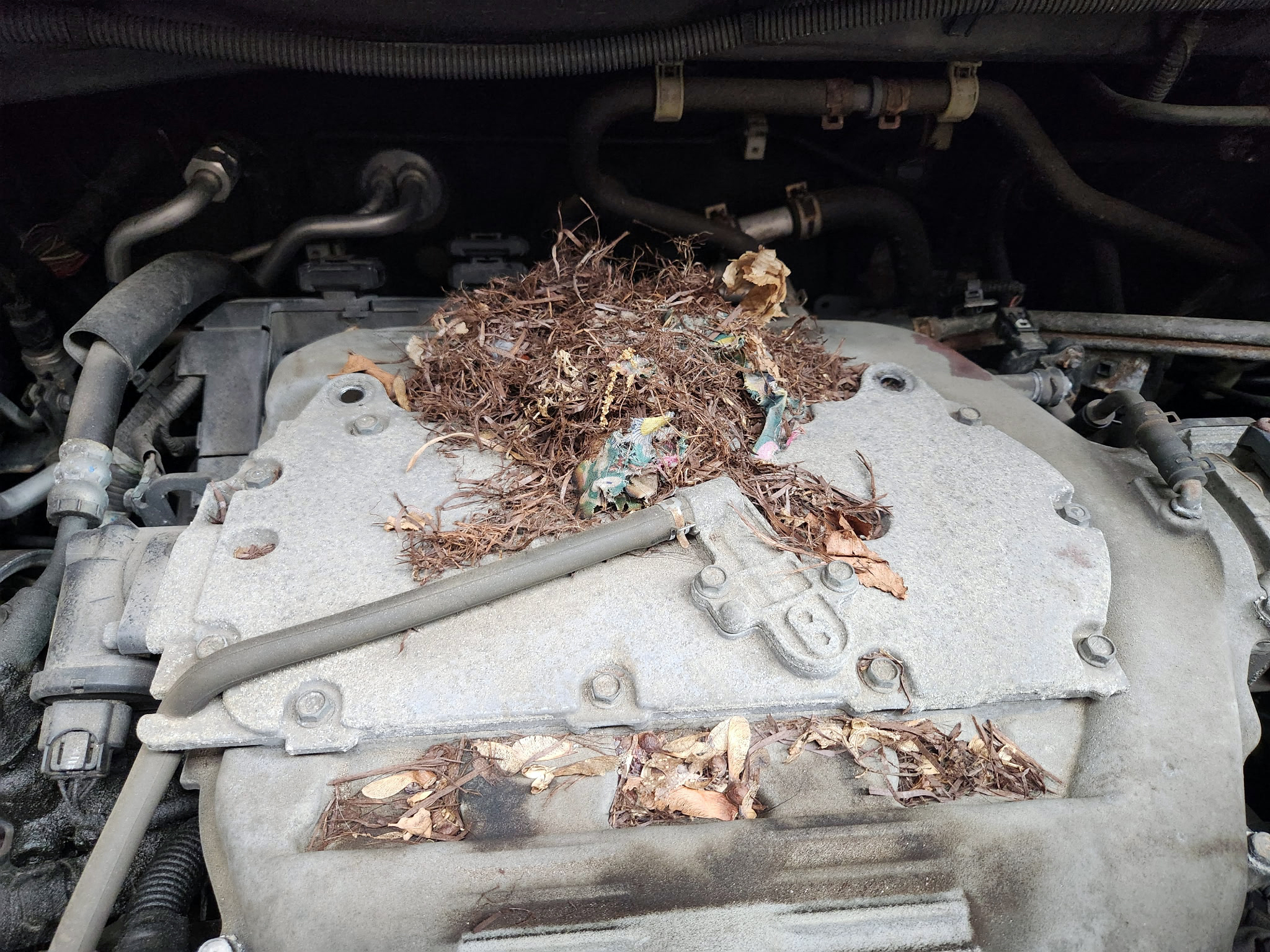 CT mechanics are seeing more mice, squirrel infestations in cars