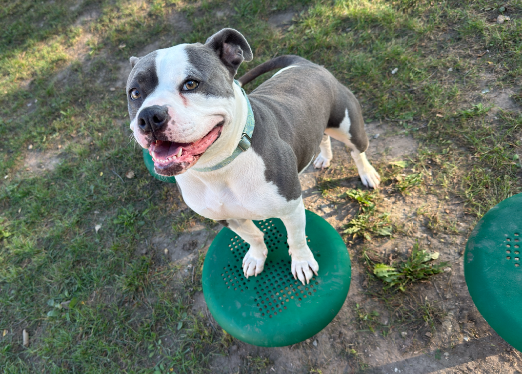 Christopher Thomas sentenced to prison for torture, kidnapping