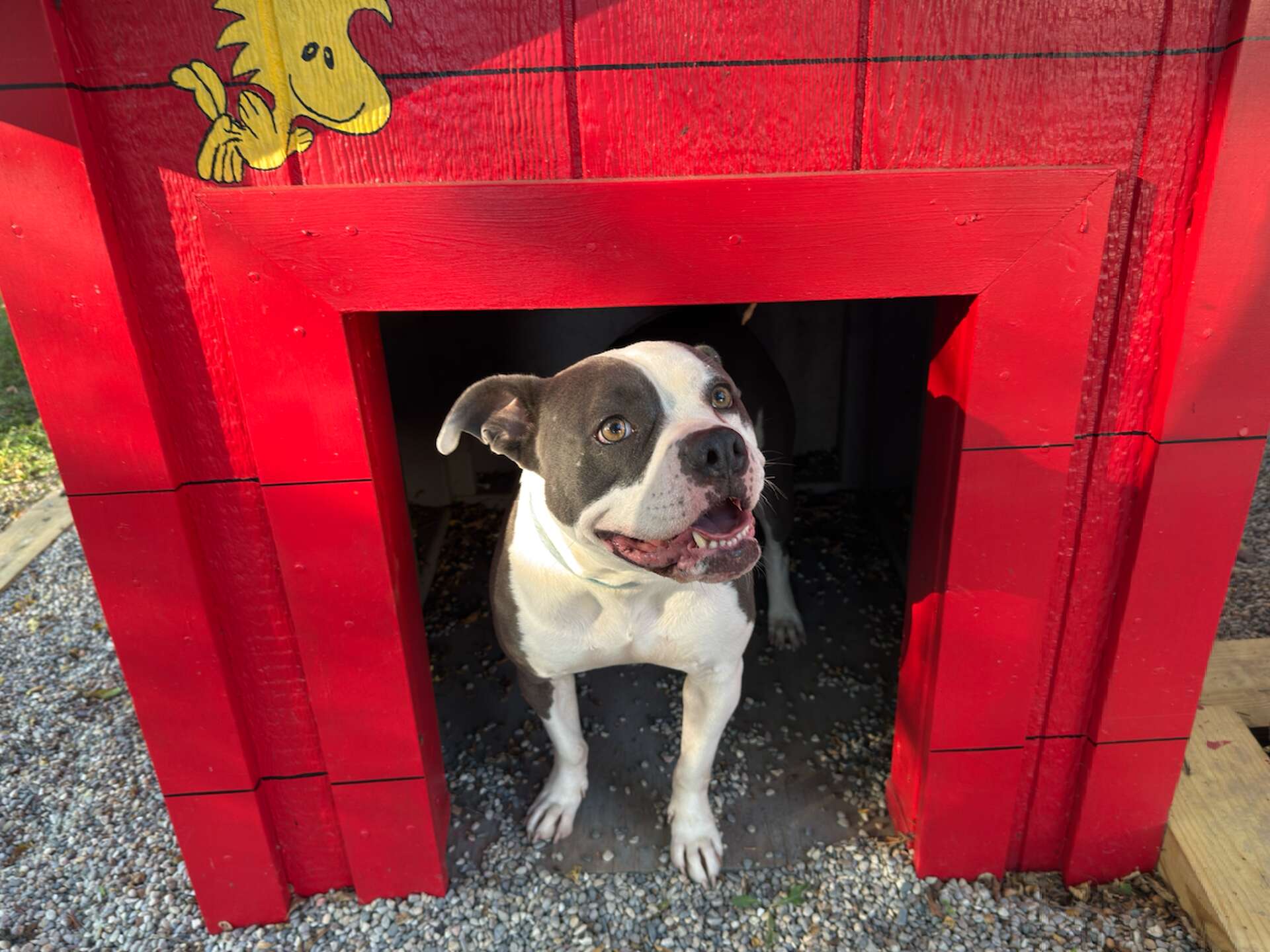 Open House & Play Yard celebration at Humane Society of Midland County