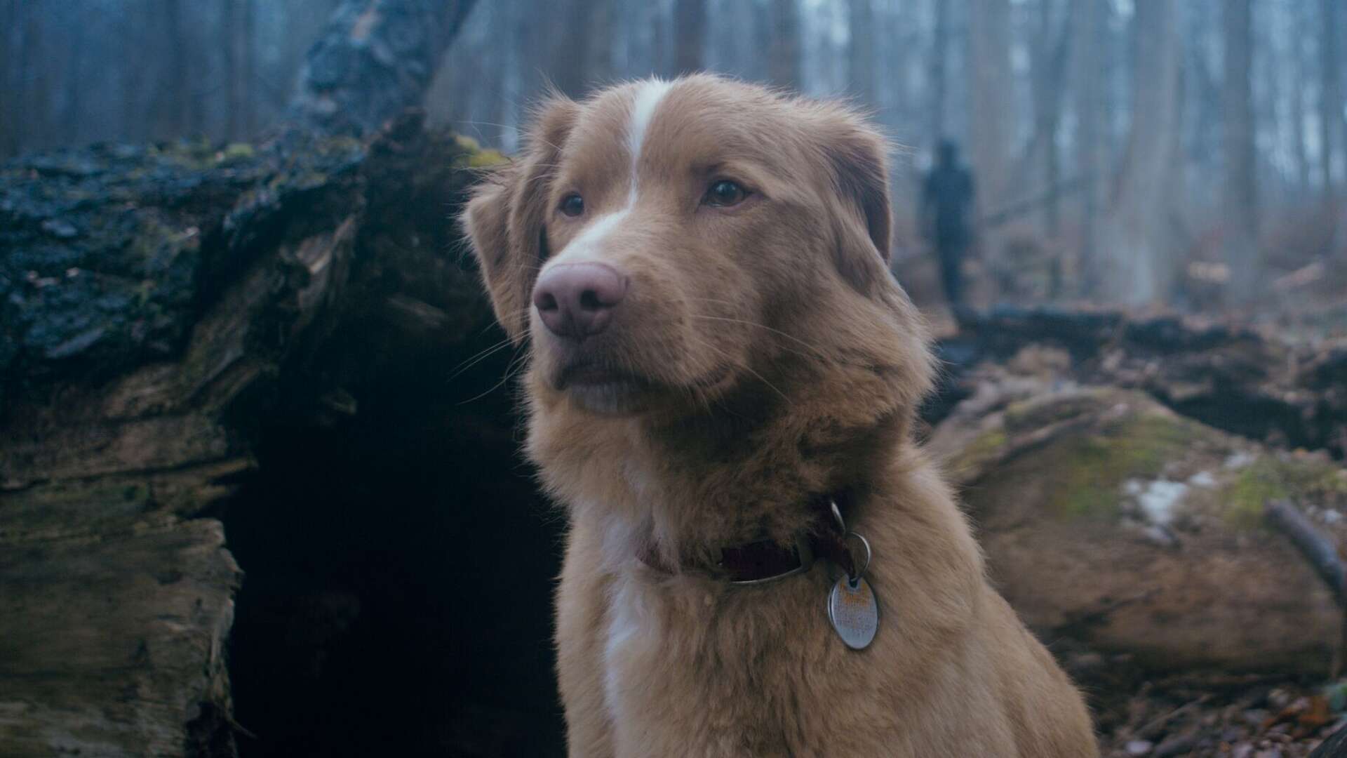‘Good Boy’ horror movie told from a dog’s POV is a surprise standout