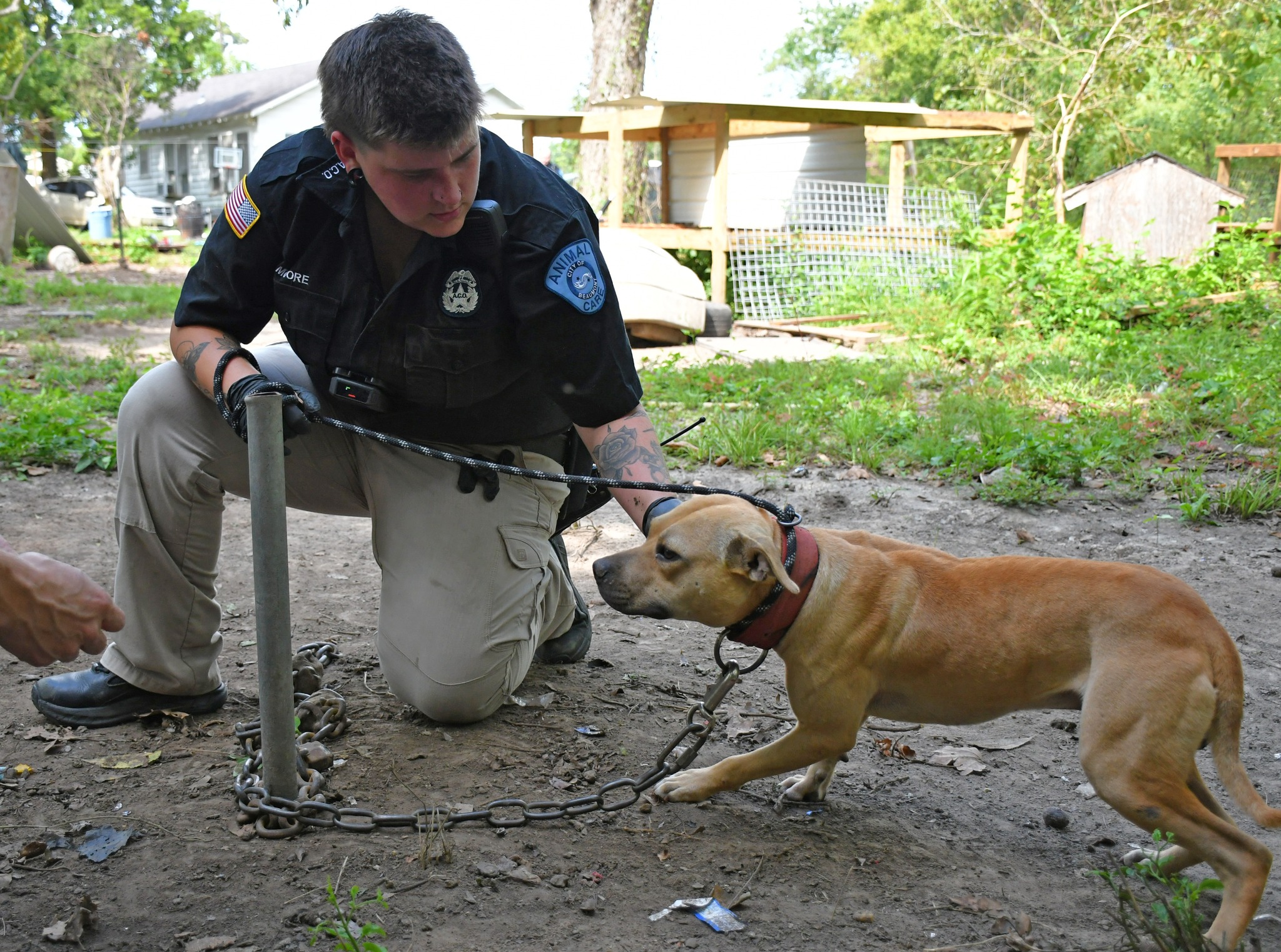 Beaumont Animal Care seizes 32 dogs from suspected fighting compound