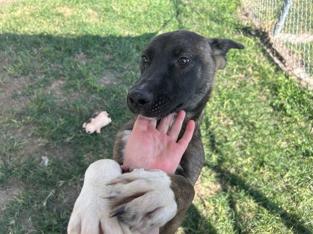 Akita puppy Hiro at Beaumont Animal Care seeks loving home