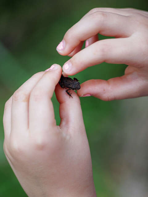 Texas' highest-voltage line raising the stakes for Hill Country