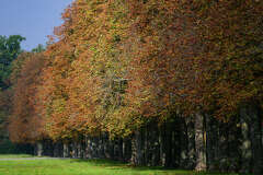 Michigan fall color report: See current colors, peak dates by region