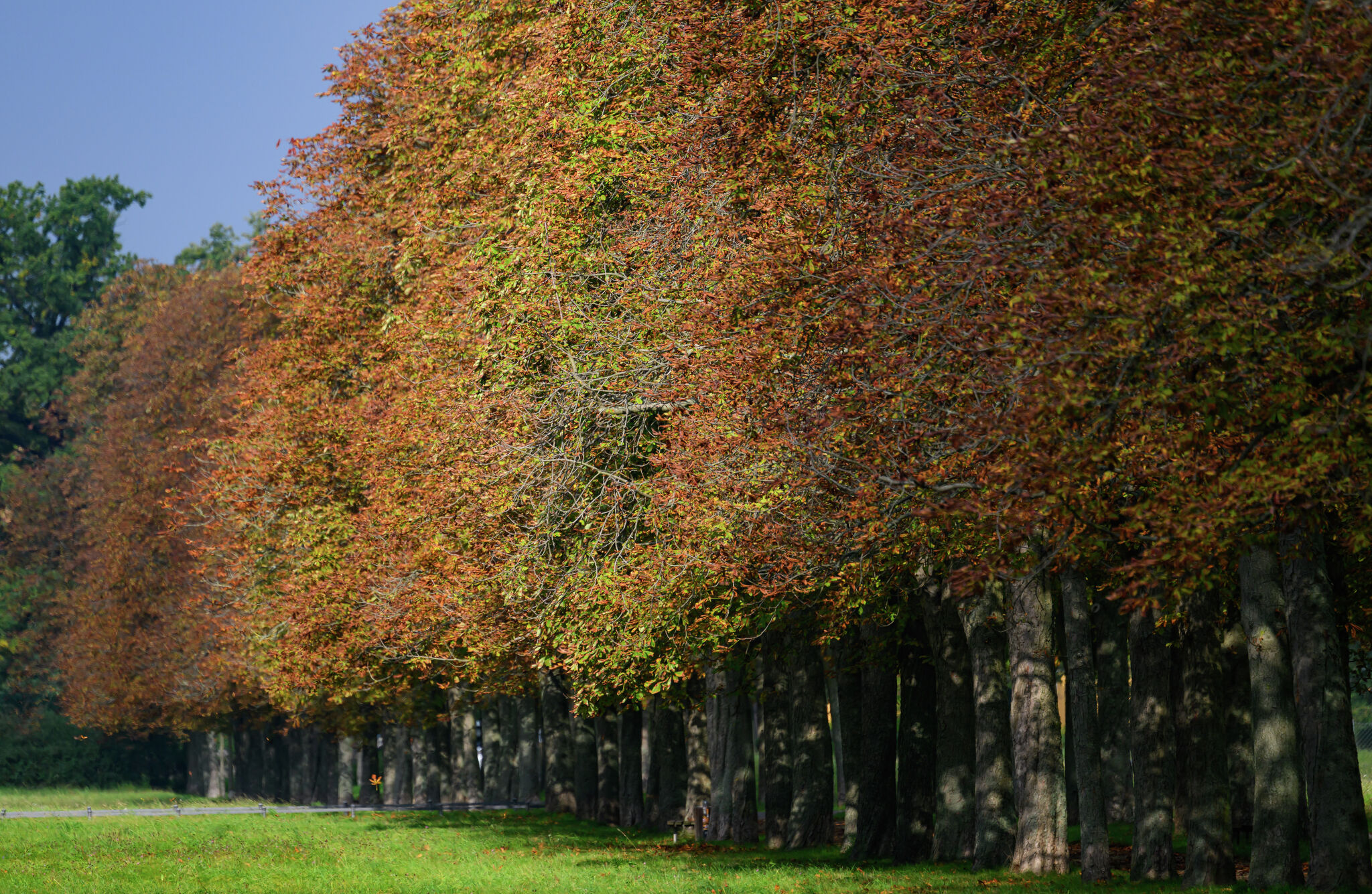 Michigan fall color report: See current colors, peak dates by region
