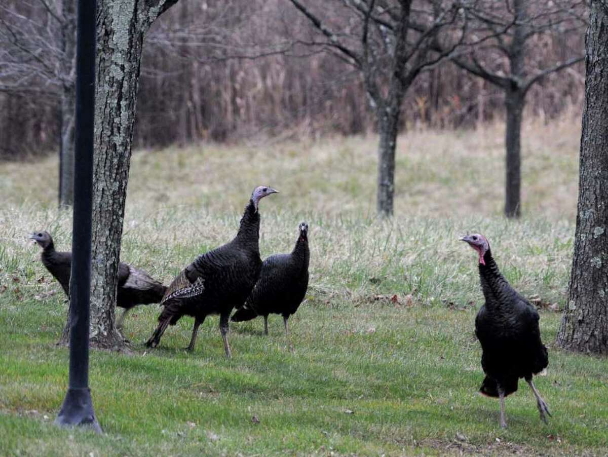 Turkeys are everywhere, but hard to hunt