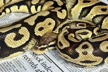 Python found at In-N-Out drive-thru reunited with family