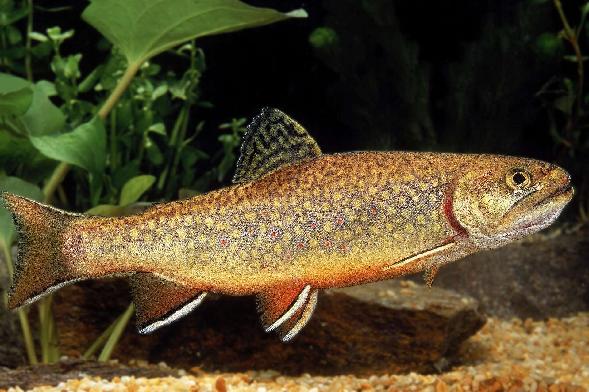 Illinois trout season set to open soon: Dates and locations to know