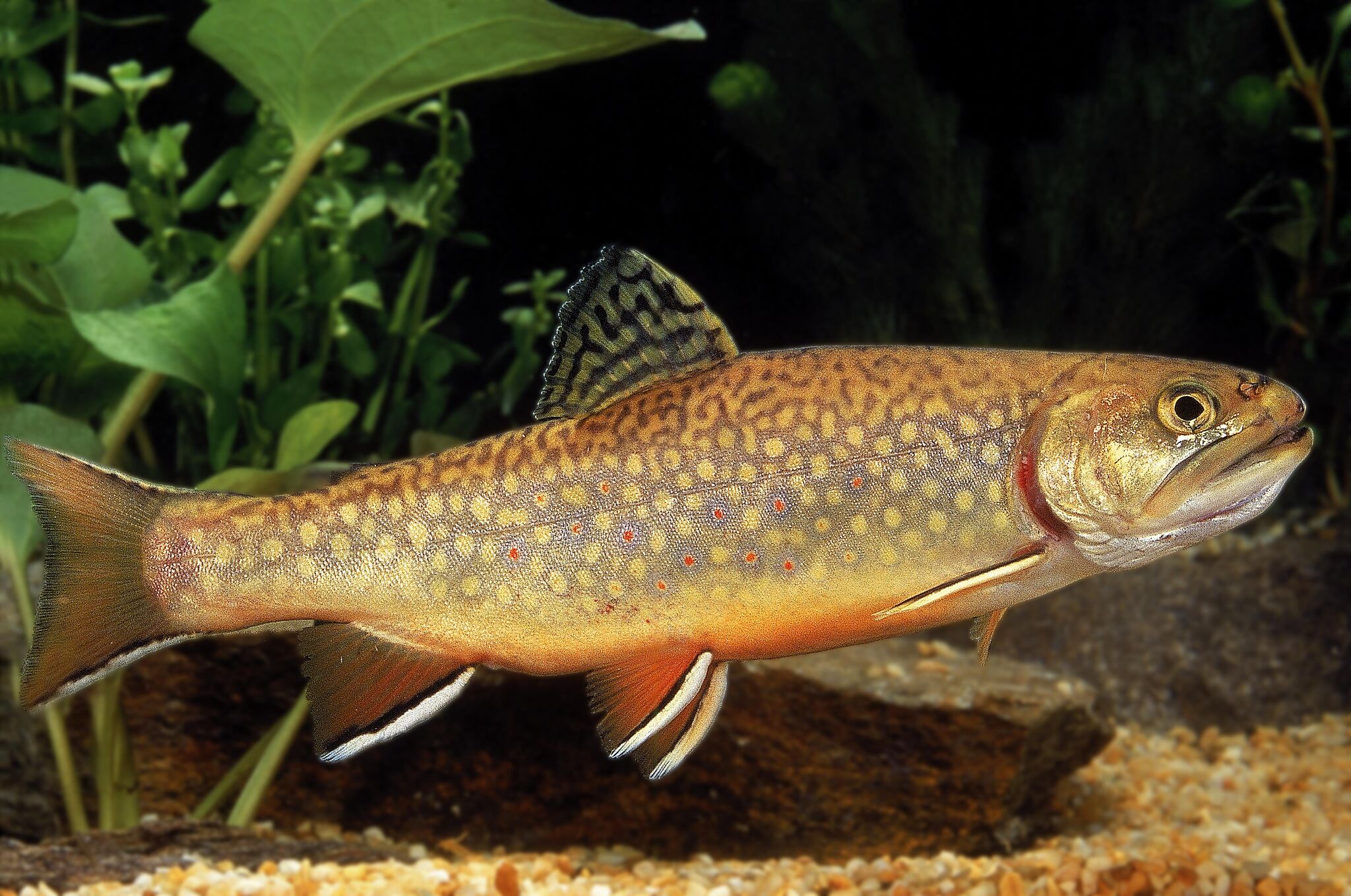 Illinois trout season set to open soon: Dates and locations to know