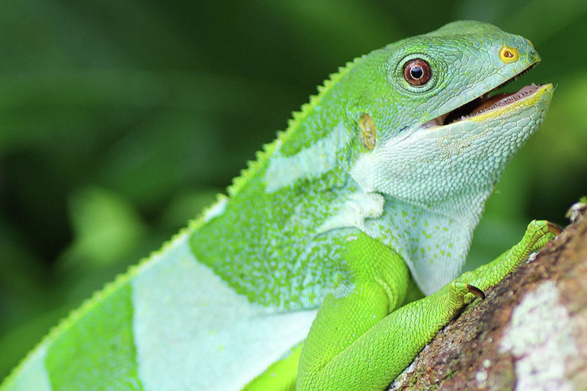 Iguanas from California possibly 'rafted' to Fiji, scientists say