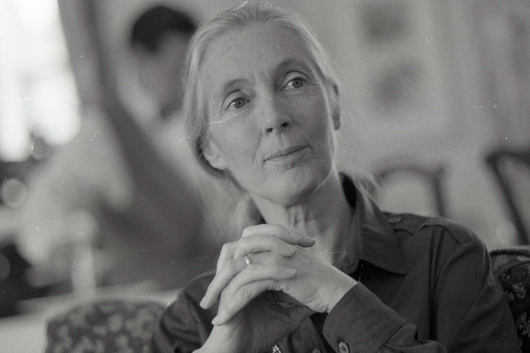 Nancy Pelosi leads tributes to Jane Goodall