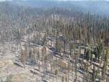 ‘All the trees are dead’: Ancient California forest gets wiped out