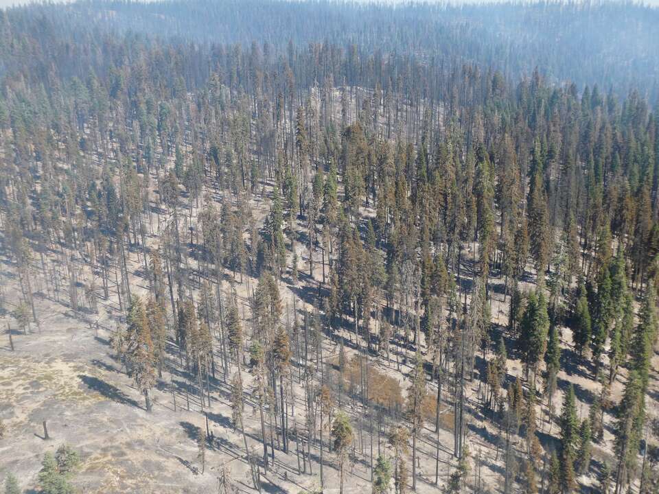 ‘All the trees are dead’: Ancient California forest gets wiped out