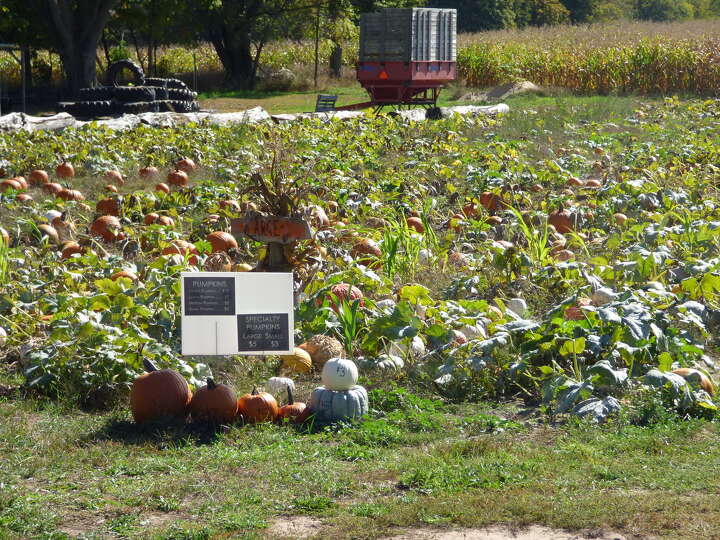 Whoville at Calvin Lutz Farms opens with corn maze and pumpkins