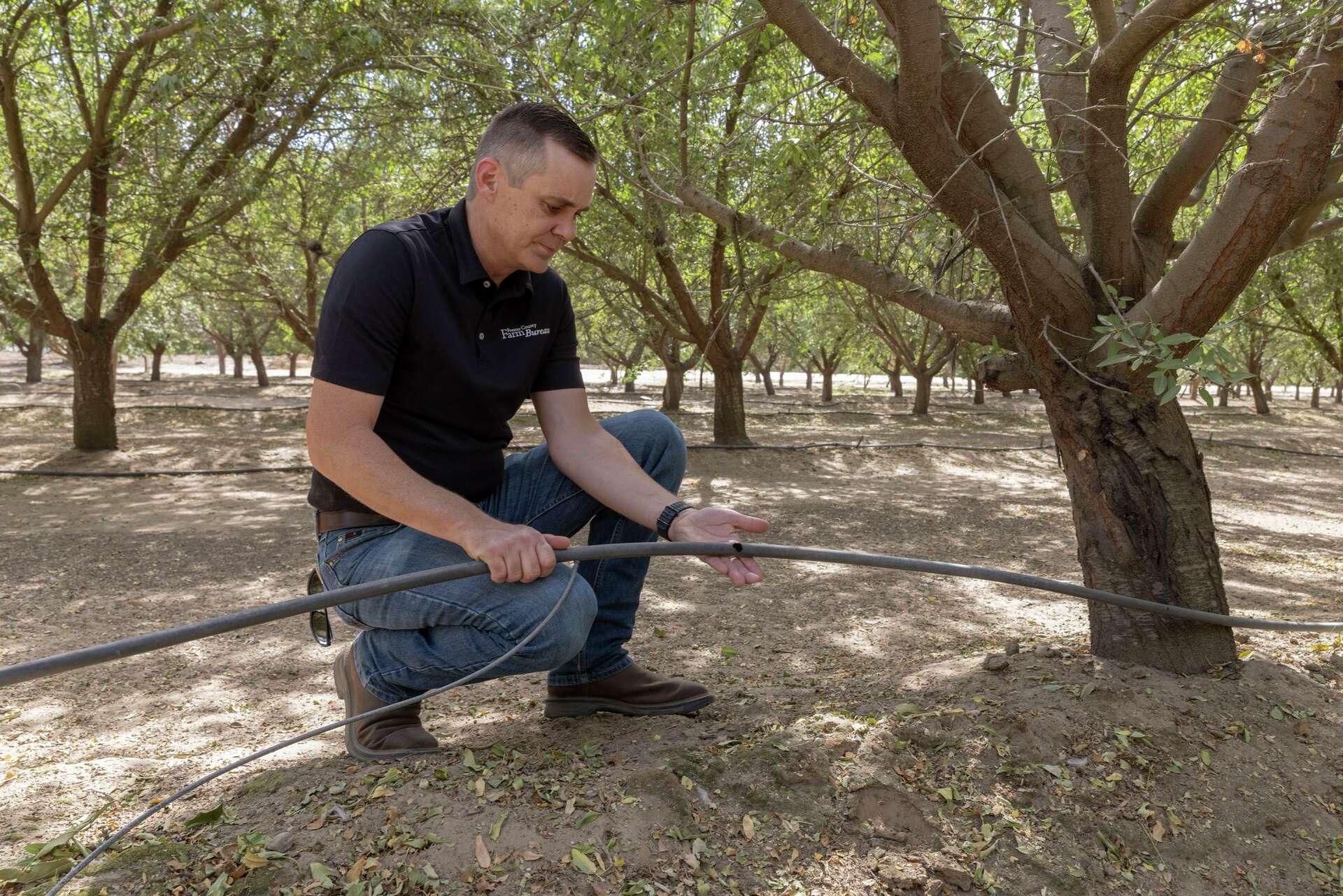 California farm rodents surge as new rules sow confusion