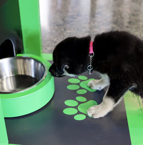 Bank adds first dog ATM in CT, where the 't' stands for treats