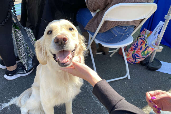 Bank adds first dog ATM in CT, where the 't' stands for treats
