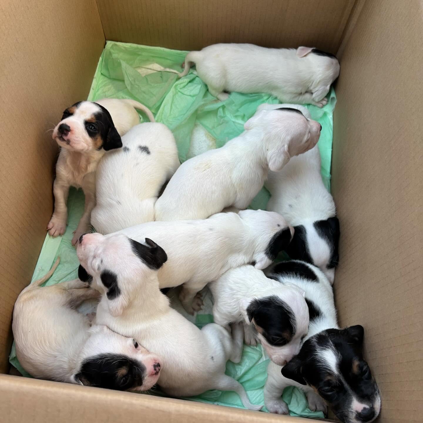 Bomberos españoles responden a derrumbe de edificio en Madrid