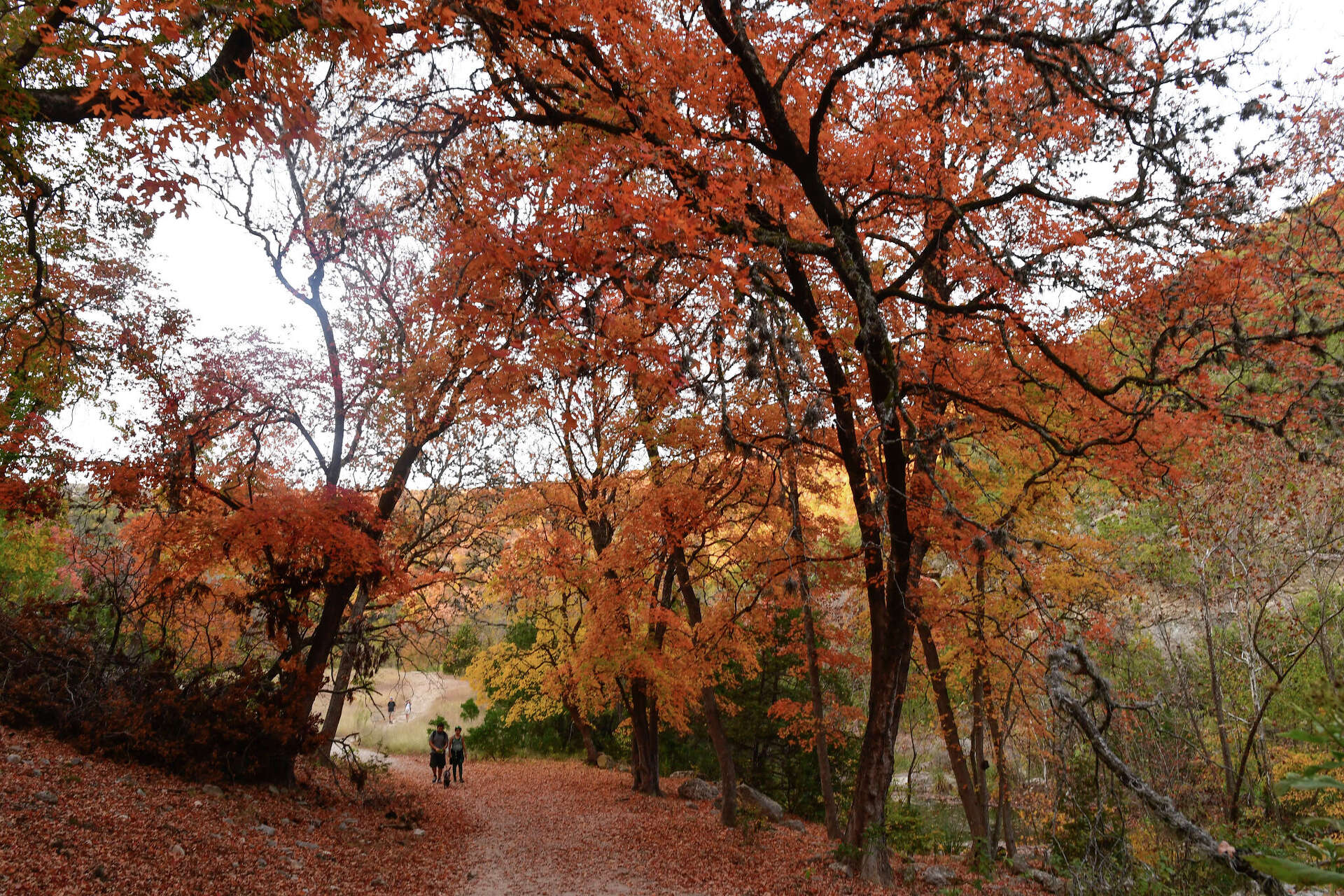 Here's the best time to see fall foliage at Texas' Lost Maples park