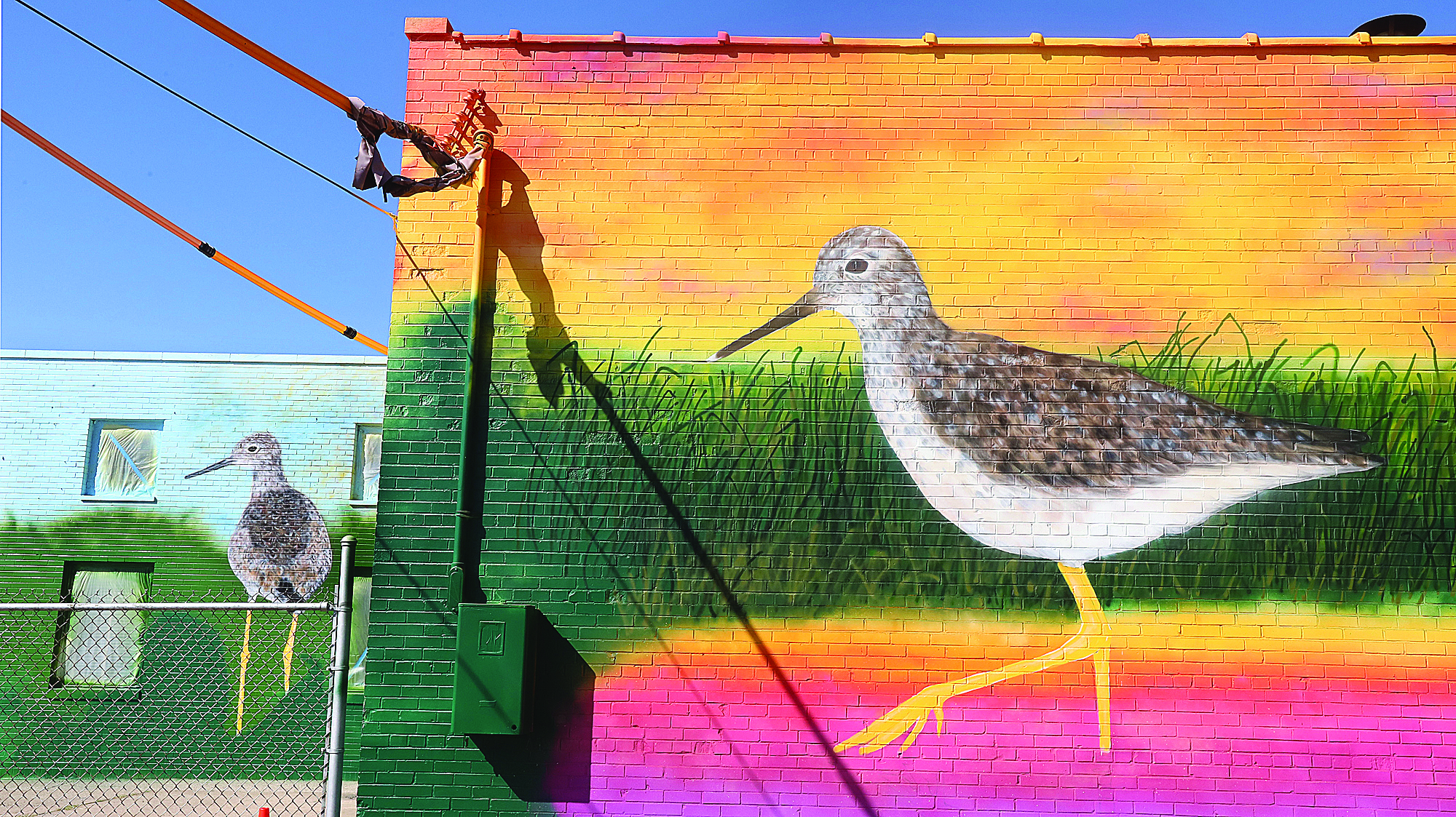 Alton lesser yellowlegs mural wraps Front Street building