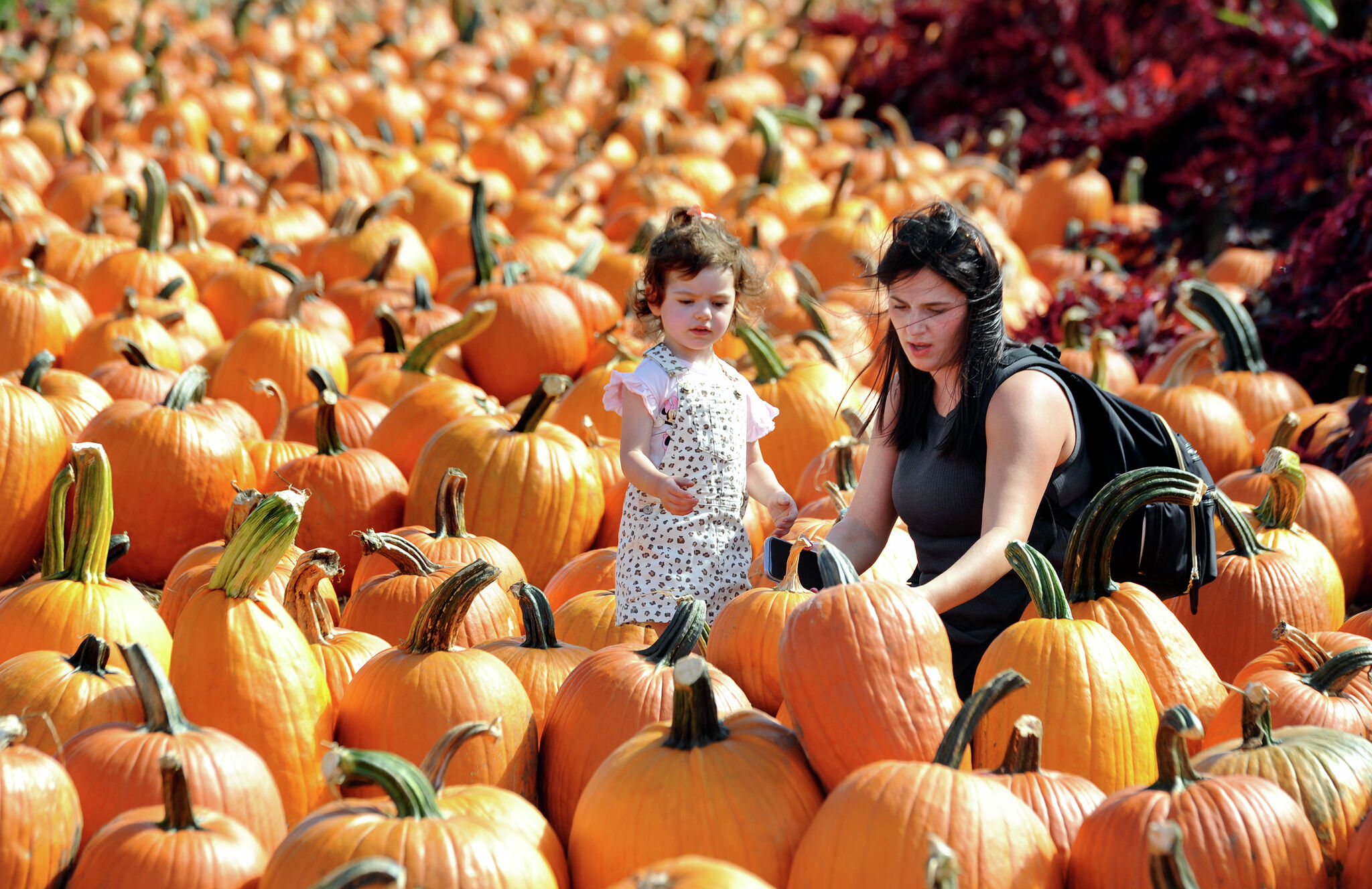 Connecticut farms taking pumpkin donations after Halloween 2025