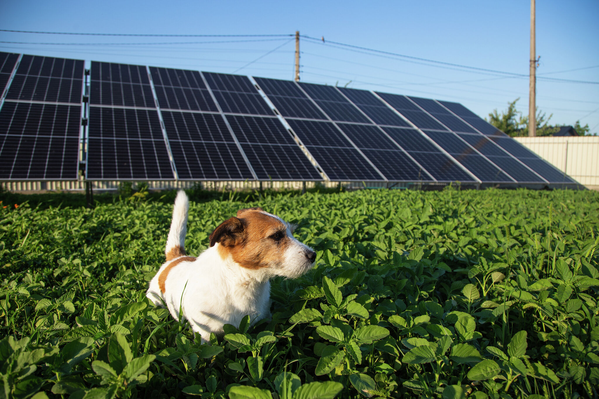 Reckless solar farm sitings may hurt the green-energy cause